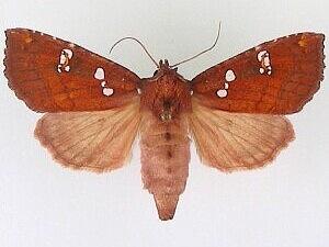 Moth Photographers Group -- Jim Wiker's Papaipema Moths
