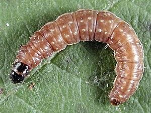 Moth Photographers Group -- Eric LaGasa's Moths 06