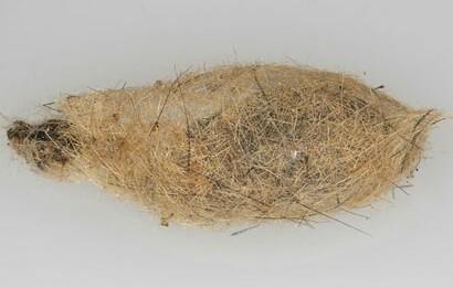 Moth Photographers Group -- Tussock Moth Parasitoids