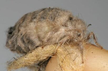 Moth Photographers Group -- Tussock Moth Parasitoids