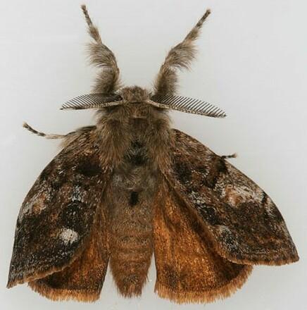 Moth Photographers Group -- Tussock Moth Parasitoids