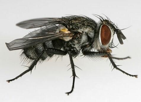Moth Photographers Group -- Tussock Moth Parasitoids