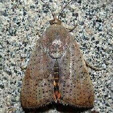 Moth Photographers Group -- Mark de Silva's Micromoths