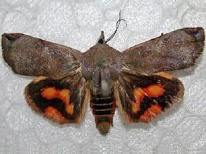 Moth Photographers Group -- Mark de Silva's Micromoths