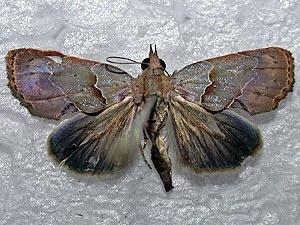 Moth Photographers Group -- Mark de Silva's Micromoths