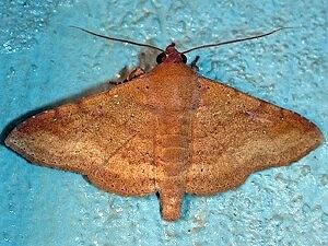 Moth Photographers Group -- Mark de Silva's Noctuoidea