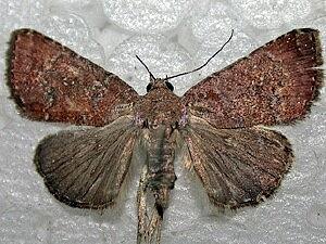 Moth Photographers Group -- Mark de Silva's Noctuoidea