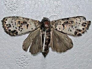 Moth Photographers Group -- Mark de Silva's Noctuoidea