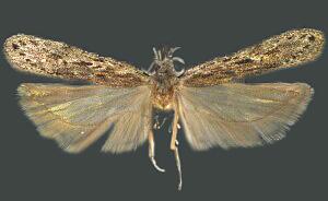 SangMi Lee's Gelechiidae - 3