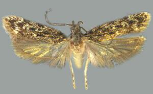 SangMi Lee's Gelechiidae - 3