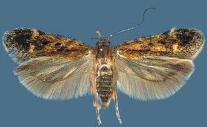 SangMi Lee's Gelechiidae - 5