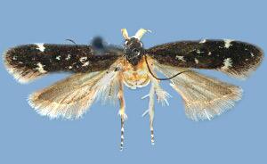 SangMi Lee's Gelechiidae - 5