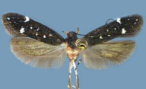 SangMi Lee's Gelechiidae - 5