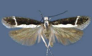 SangMi Lee's Gelechiidae - 5