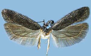 SangMi Lee's Gelechiidae - 5