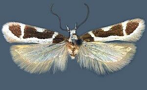 SangMi Lee's Gelechiidae - 5