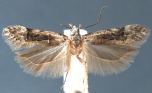 SangMi Lee's Gelechiidae - European 1