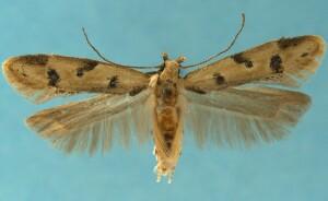 SangMi Lee's Gelechiidae - European 1