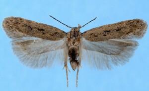 SangMi Lee's Gelechiidae - European 1