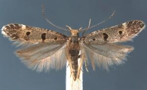 SangMi Lee's Gelechiidae - European 1