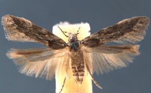 SangMi Lee's Gelechiidae - European 1