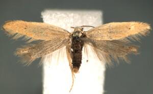 SangMi Lee's Gelechiidae - European 1