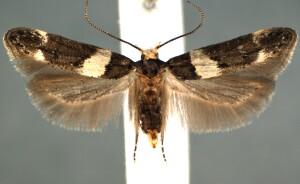 SangMi Lee's Gelechiidae - European 1