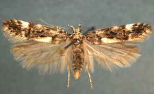 SangMi Lee's Gelechiidae - European 1