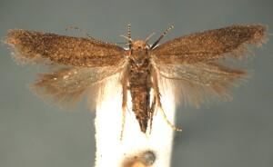 SangMi Lee's Gelechiidae - European 1