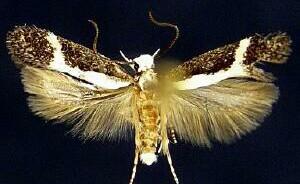 SangMi Lee's Gelechiidae - 5