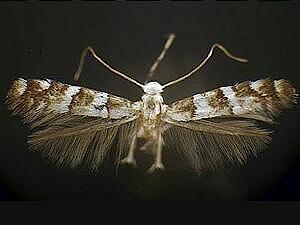 Moth Photographers Group -- Microleps.Org