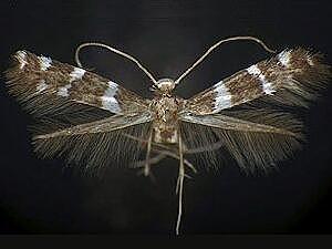 Moth Photographers Group -- Microleps.Org