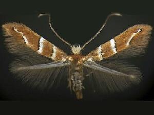 Moth Photographers Group -- Microleps.Org